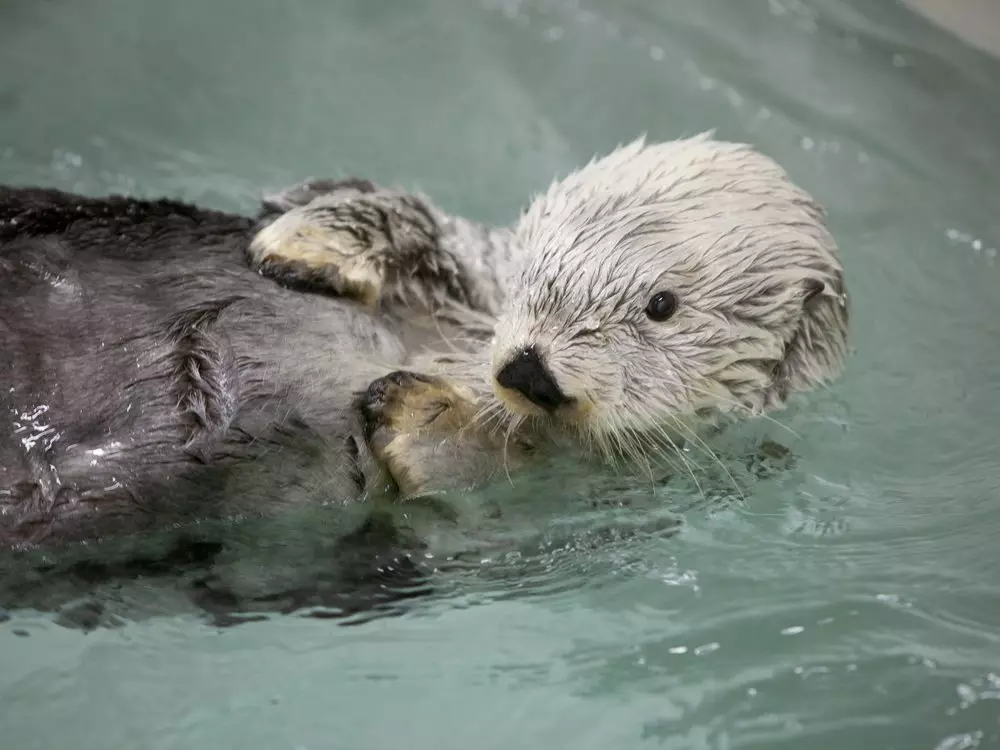 Kenai der Seeotter, der vor der Ölkatastrophe von Exxon Valdez gerettet wurde, ist gestorben