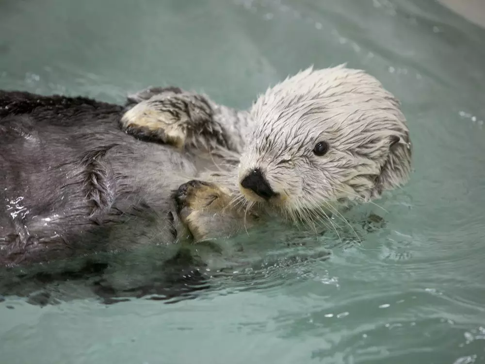 Kenai wydra morska, uratowana z wycieku ropy w Exxon Valdez, nie żyje