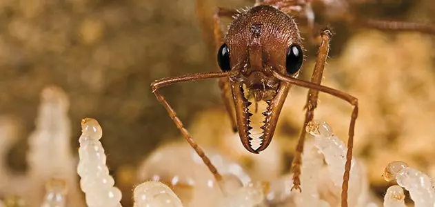 formiga de cão-touro australiano
