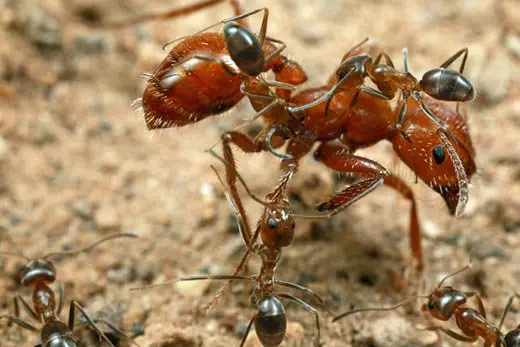 O mundo oculto das formigas 17895_10