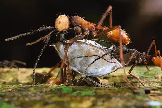 Ο κρυμμένος κόσμος των μυρμηγκιών 17895_11