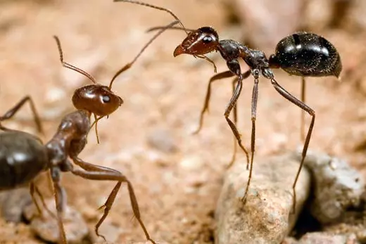 Ο κρυμμένος κόσμος των μυρμηγκιών 17895_12