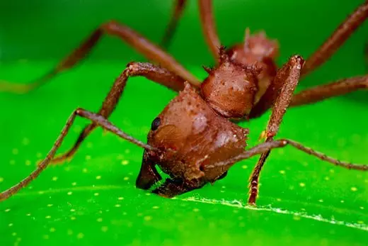 Ο κρυμμένος κόσμος των μυρμηγκιών 17895_2
