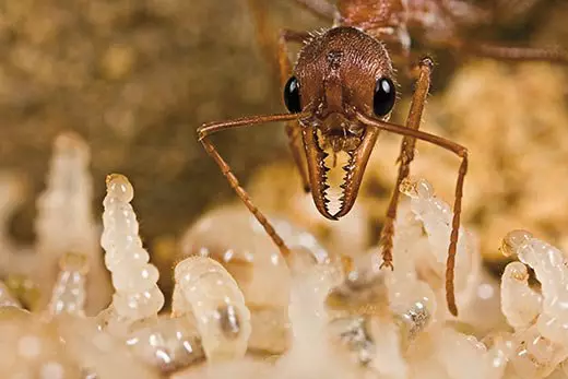 Ο κρυμμένος κόσμος των μυρμηγκιών 17895_3