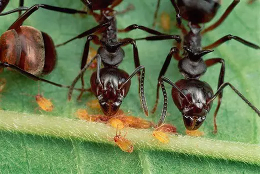 Ο κρυμμένος κόσμος των μυρμηγκιών 17895_4