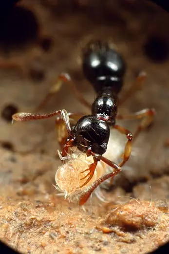 O mundo oculto das formigas 17895_6
