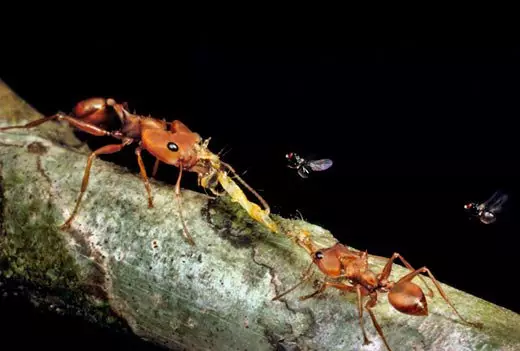 Ο κρυμμένος κόσμος των μυρμηγκιών 17895_9