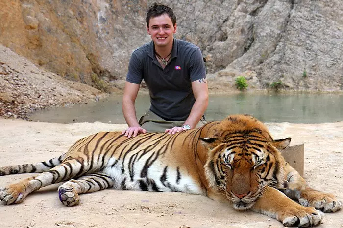 Thailandiako tigre tenplutik erreskatatu zituzten 86 katu handi hil dira gobernuaren zaintzapean