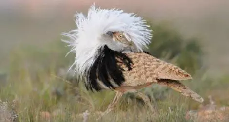 A houbara bustard jalu mintonkeun bulu-Na pikeun meunangkeun bikang