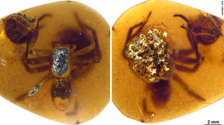 Sa isang piraso ng fossilized na amber, isang babaeng gagamba ang kamangha-mangha na napreserba, hawak ang isang egg sac na puno ng mga spiderling embryo na halos handang mapisa.