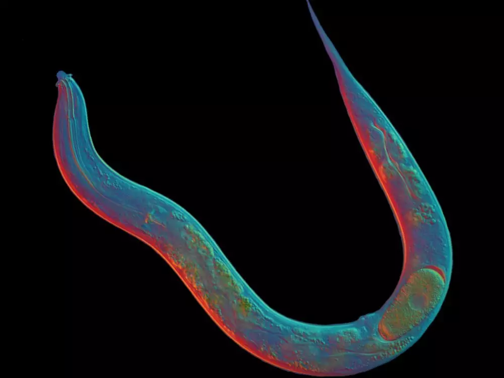 Denne ormen har ikke hatt sex på 18 millioner år