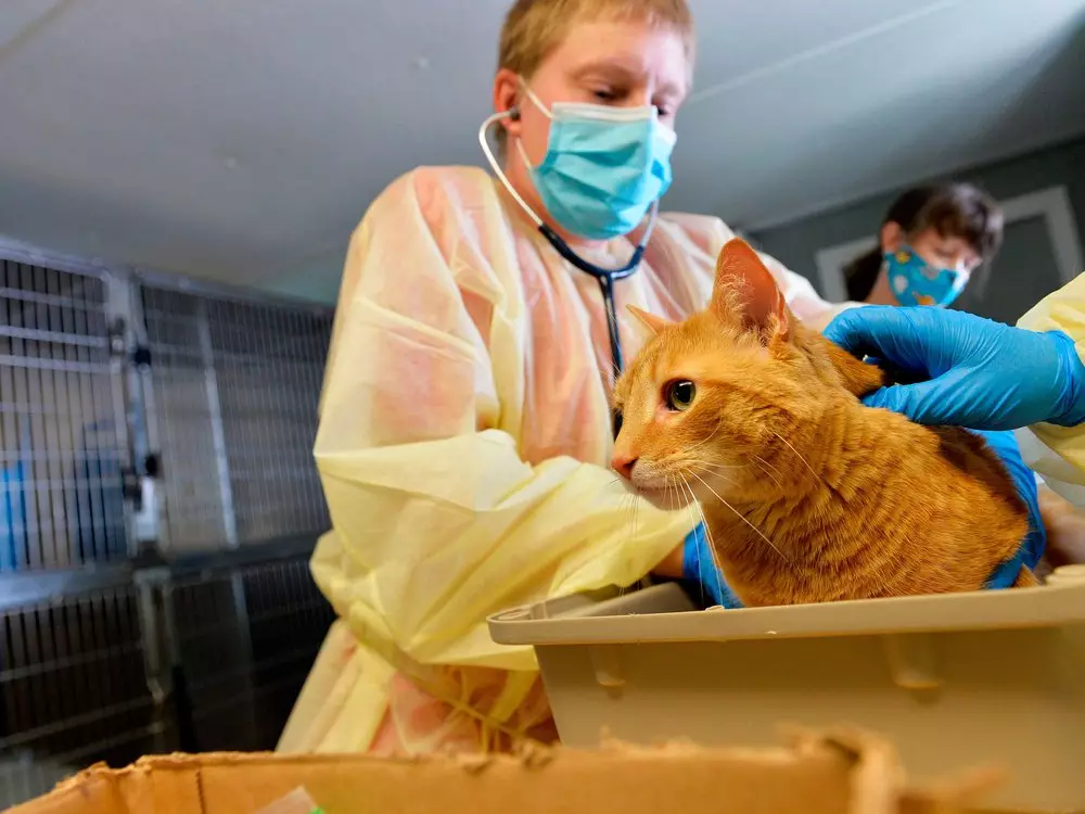 Ein Tierarzt behandelt eine Katze