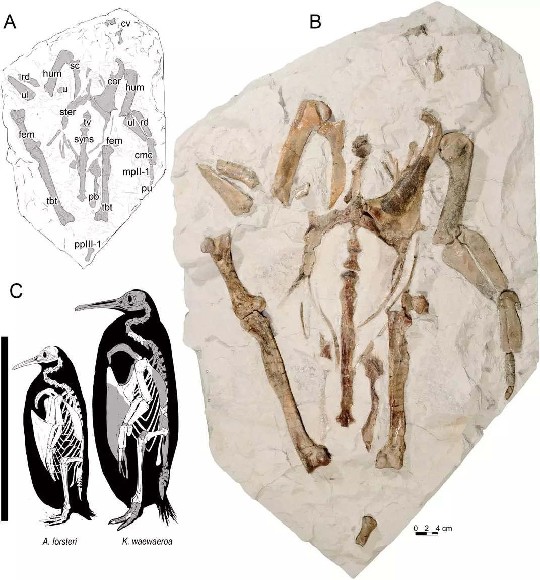 A. Linienzeichnung der neuen Probe; B. Das Foto des Fossils; C. Ein Skelett- und Größenvergleich der neuen Riesenpinguinart, Kairuku waewaeroa, mit einem Kaiserpinguin, Aptenodytes forsteri.