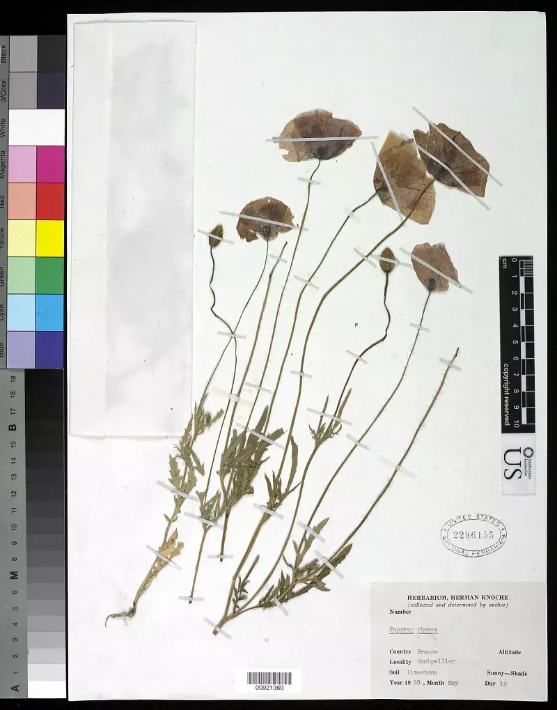 Pavot commun séché et préservé de l'herbier national des États-Unis au musée national d'histoire naturelle du Smithsonian