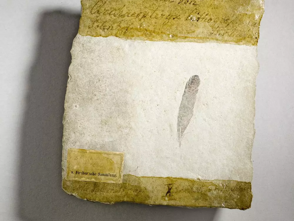 Νέα μελέτη αναζωπυρώνει τη συζήτηση για το ποιο είδος έριξε το πρώτο απολιθωμένο φτερό που βρέθηκε ποτέ