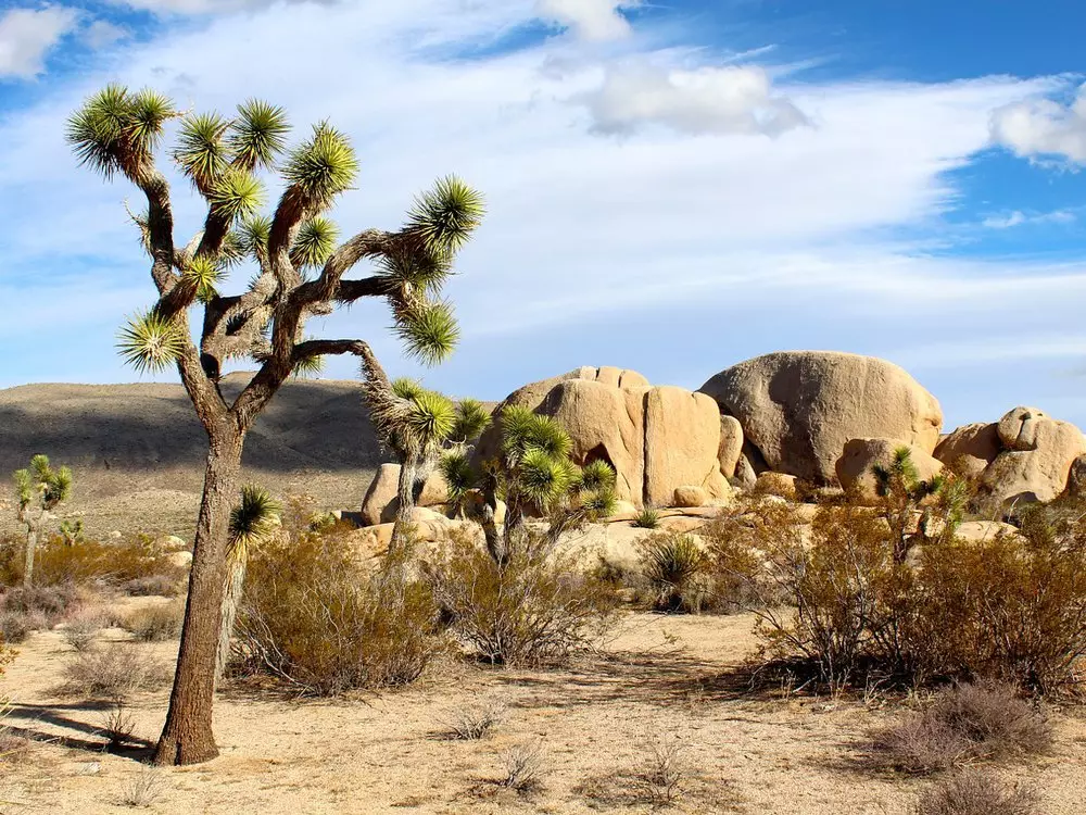 Na 'nnukwu mmeri,' Osisi Joshua California ghọrọ osisi mbụ echekwara n'ihi mgbanwe ihu igwe.