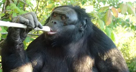 Bonoboen Kanzi er en ganske musiker