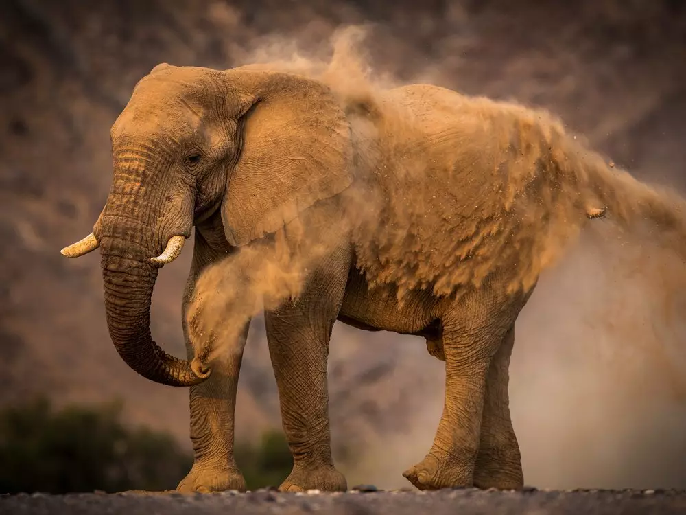 فيل الأدغال الأفريقي ، ساحل الهيكل العظمي ، صحراء ناميبيا ، ناميبيا من تأليف أربي ليبمان. الفائز في مسابقة الحياة البرية الأفريقية. (© Arby Lipman، Nature’s Best Photography Awards 2018)