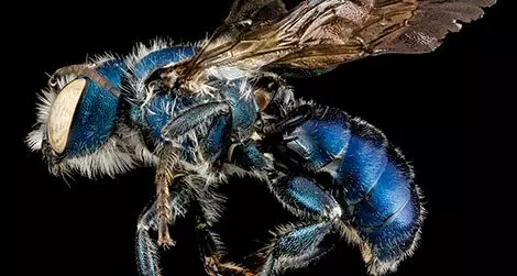 Abeja-util! El insecto que pica obtiene un primer plano