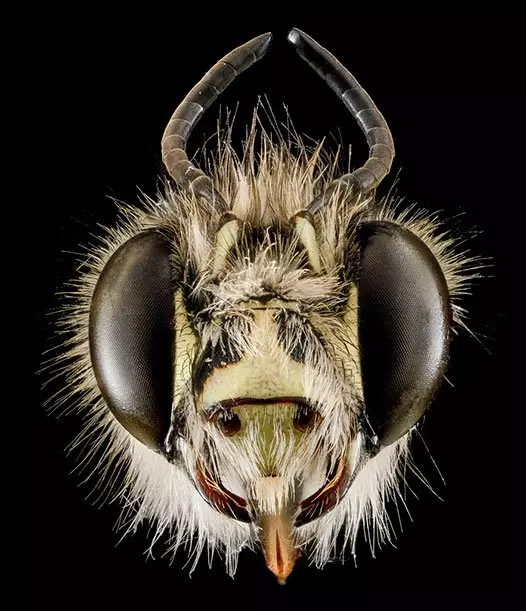 Мэрилэнд муж улсын Anthophora plumipes