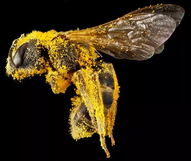 Halictus ligatus diliputi debunga, Morris Arboretum, Philadelphia, PA