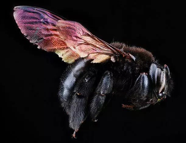 Xylocopa mordax, Gweriniaeth Dominica