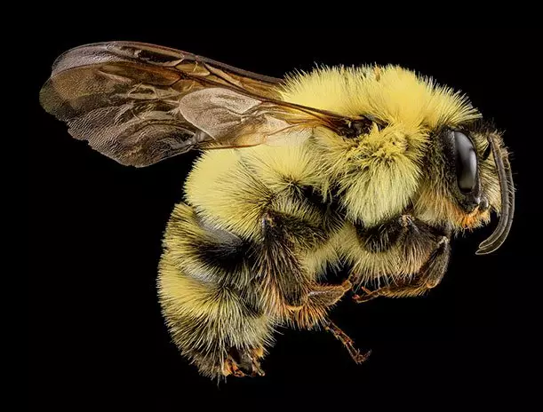 Bombus bimaculatus, Taman Negara Wolftrap untuk Seni Persembahan, Virginia