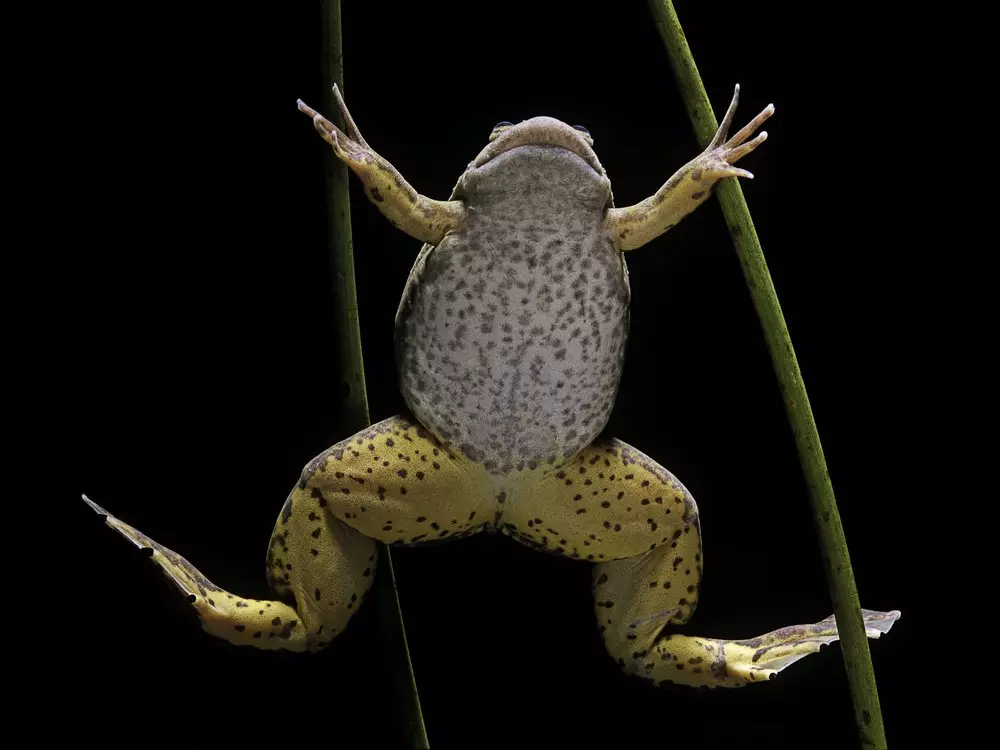 spodnja stran pegaste rumene žabe, imenovane afriška krempljasta žaba, na črnem ozadju