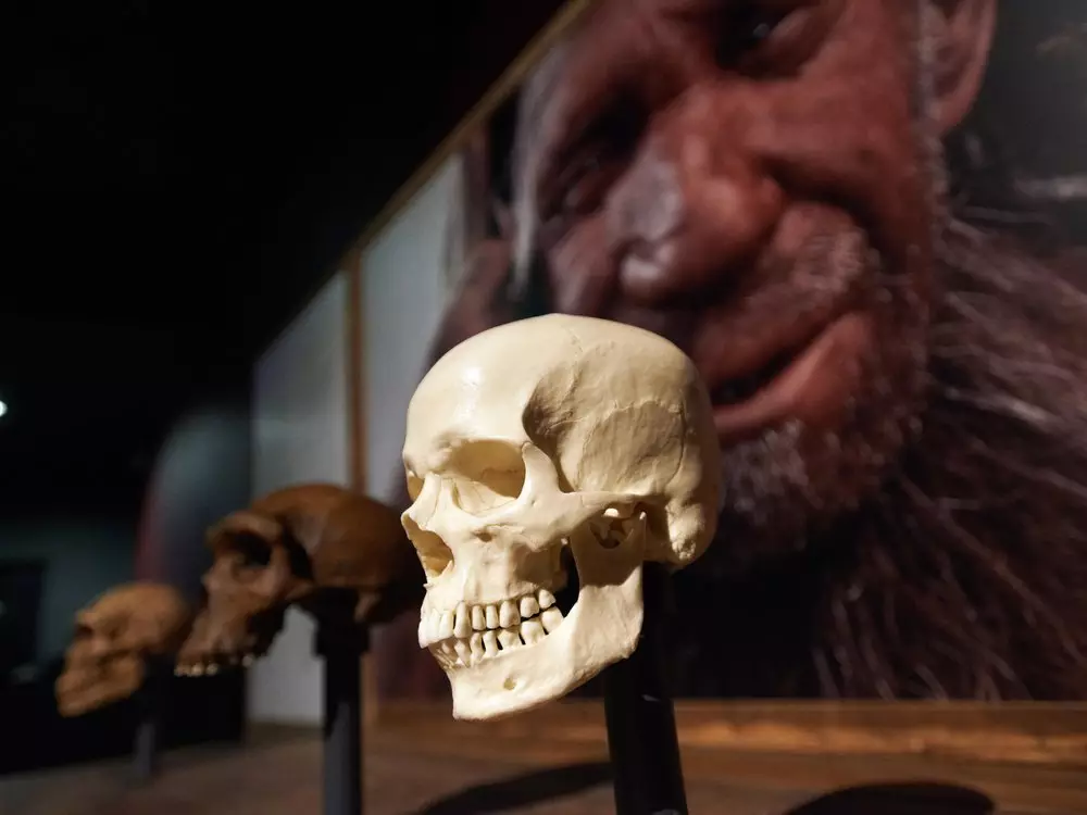 Một hộp sọ người được trưng bày với bức tranh tường vẽ người đàn ông Neanderthal trên bức tường phía sau màn hình.