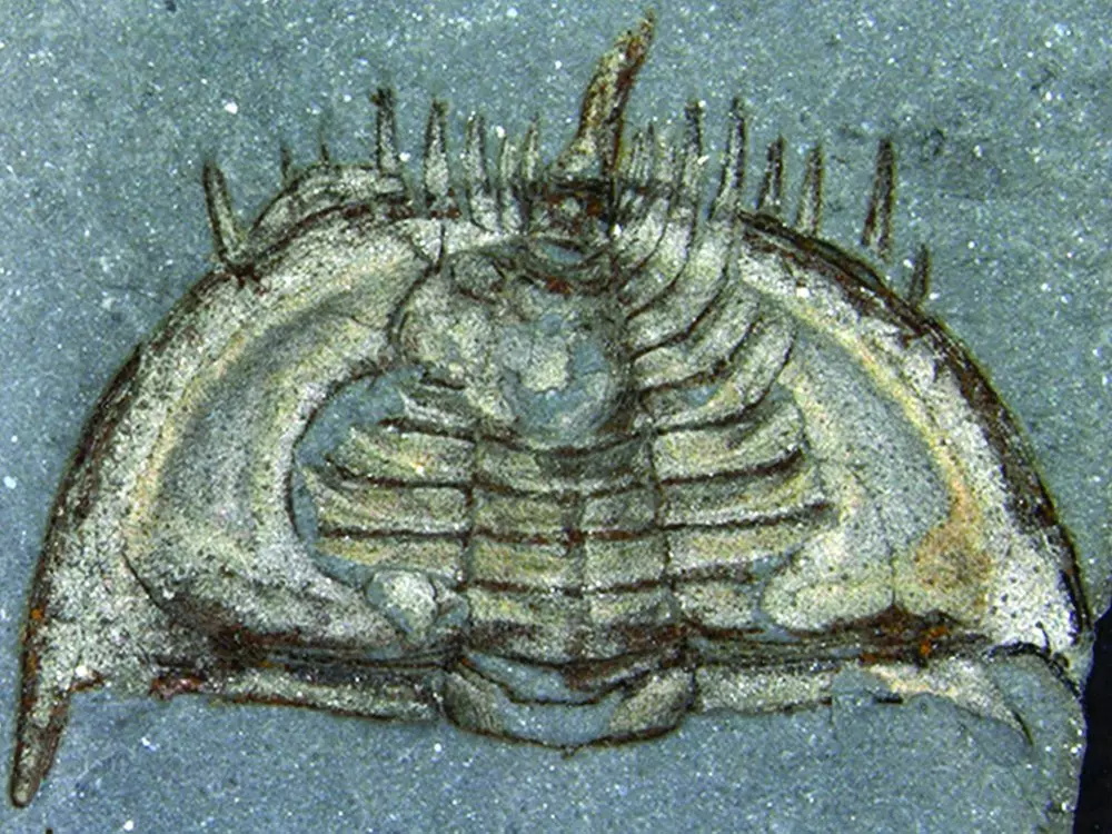 Rolly-polly trilobite