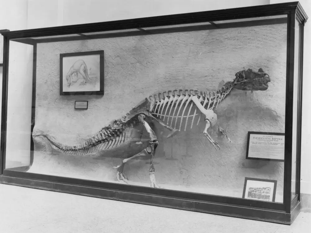 Smithsonian je 1911. godine ugradio prvog Ceratosaurusa ikada otkrivenog u zid Nacionalnog muzeja prirodne istorije. Ostao je zaglavljen u zidu više od 100 godina. (Smithsonian Institution)