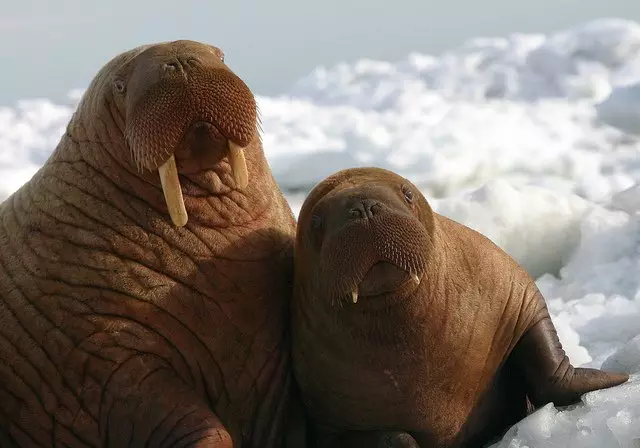 Ada Bayi Walrus Seberat 235-Pound, 15-Minggu, Lebih Manis Daripada Lucu Datang ke NYC