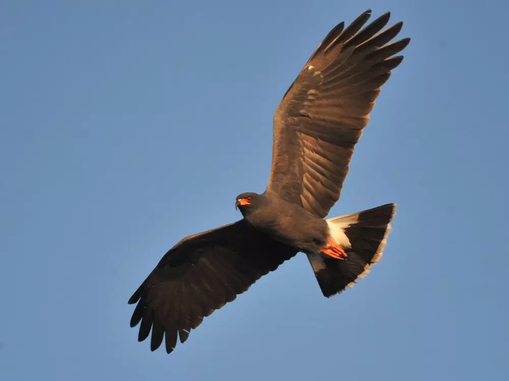 The Next Frontier: Unraveling the Mysteries of Tropical Bird Migration