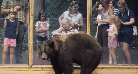 Smokey Bear, el portavoz y lo más destacado del Zoológico Nacional