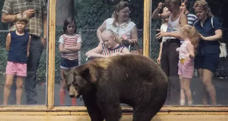 Origjinali Smokey Bear në kopshtin zoologjik