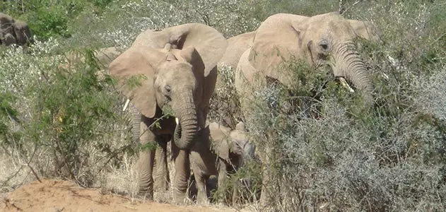 Letsatsi la 2: Bafuputsi ba ka Etsa'ng ho Boloka Savannah?