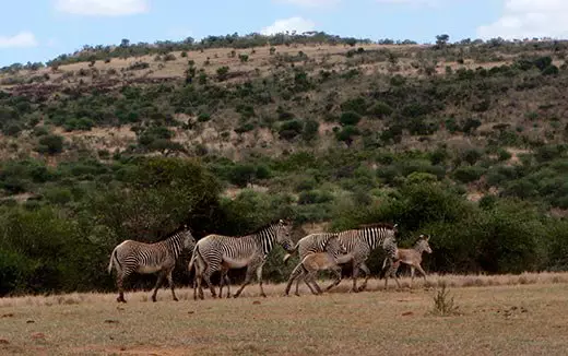 Zuva rechipiri: Chii Chingaitwa nevatsvakurudzi Kuchengetedza Savannah? 18370_10