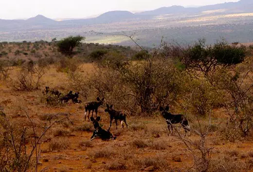 Dag 2: Vad kan forskare göra för att rädda savannen? 18370_11