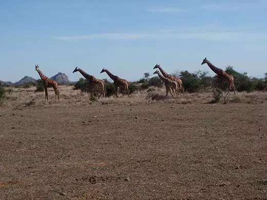 Zuva rechipiri: Chii Chingaitwa nevatsvakurudzi Kuchengetedza Savannah? 18370_8