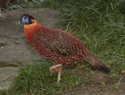 Lebih Banyak Anak Ayam di Kebun Binatang Nasional