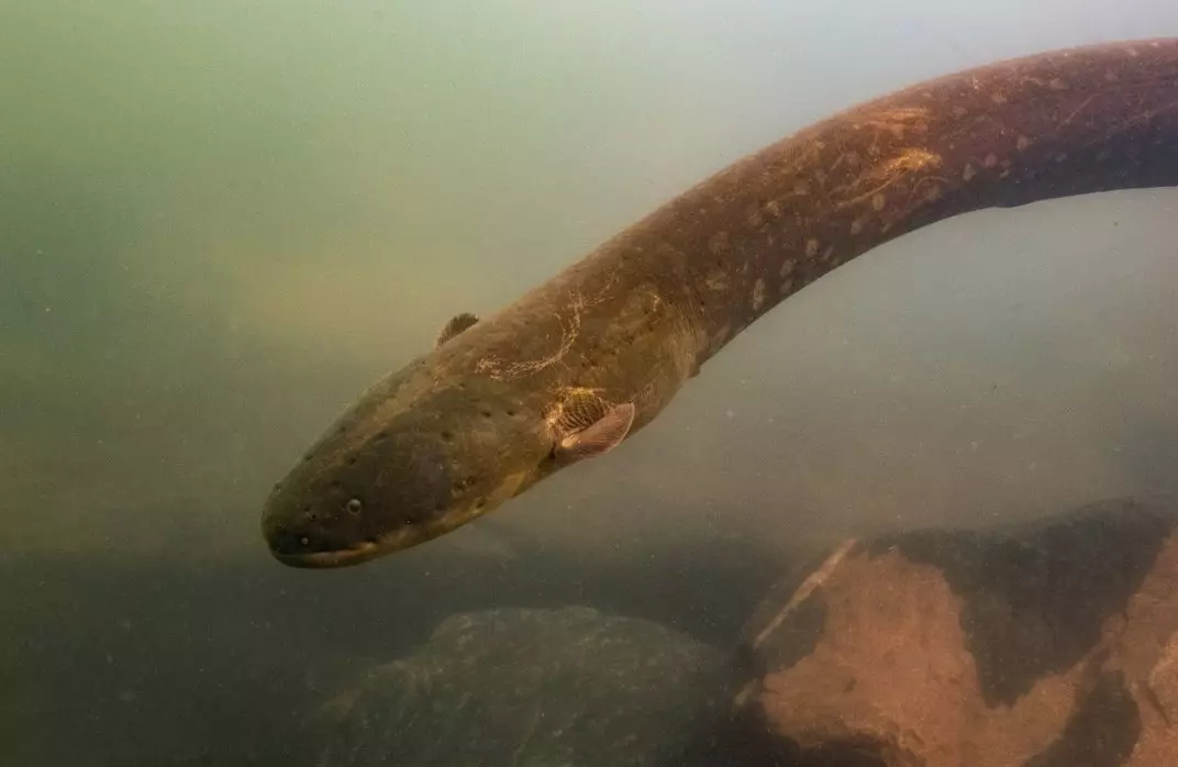 Usa ka berde nga electric eel ang naglangoy sa mangitngit nga tubig sa Amazon basin.