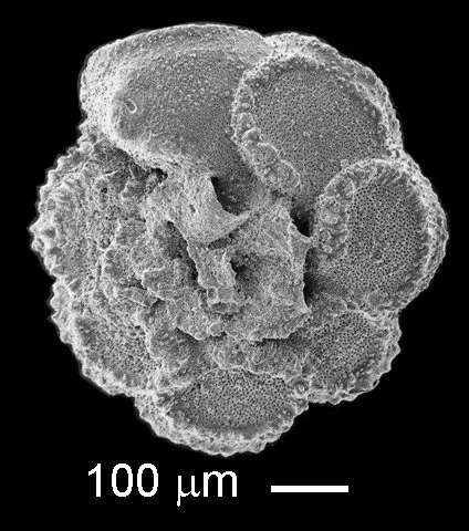 Usa ka single-celled nga organismo, nga gitawag og planktonic foraminifera, makita nga gray sa itom nga background human makuhaan og litrato gamit ang mikroskopyo.