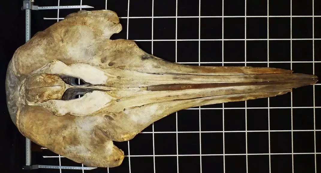 A Berardius minimus nevű csőrös bálna új fajának bézs színű koponyája.