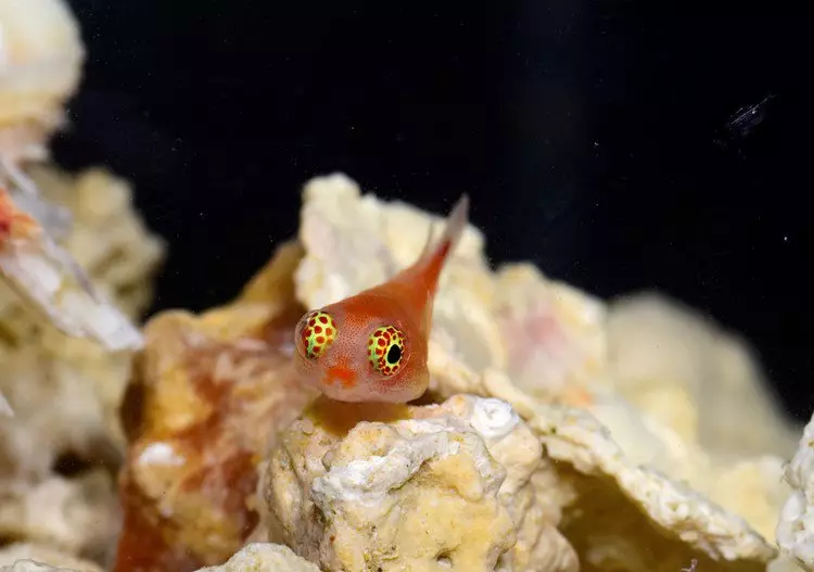 Egy kicsi, narancssárga hal lebeg valami korall felett.