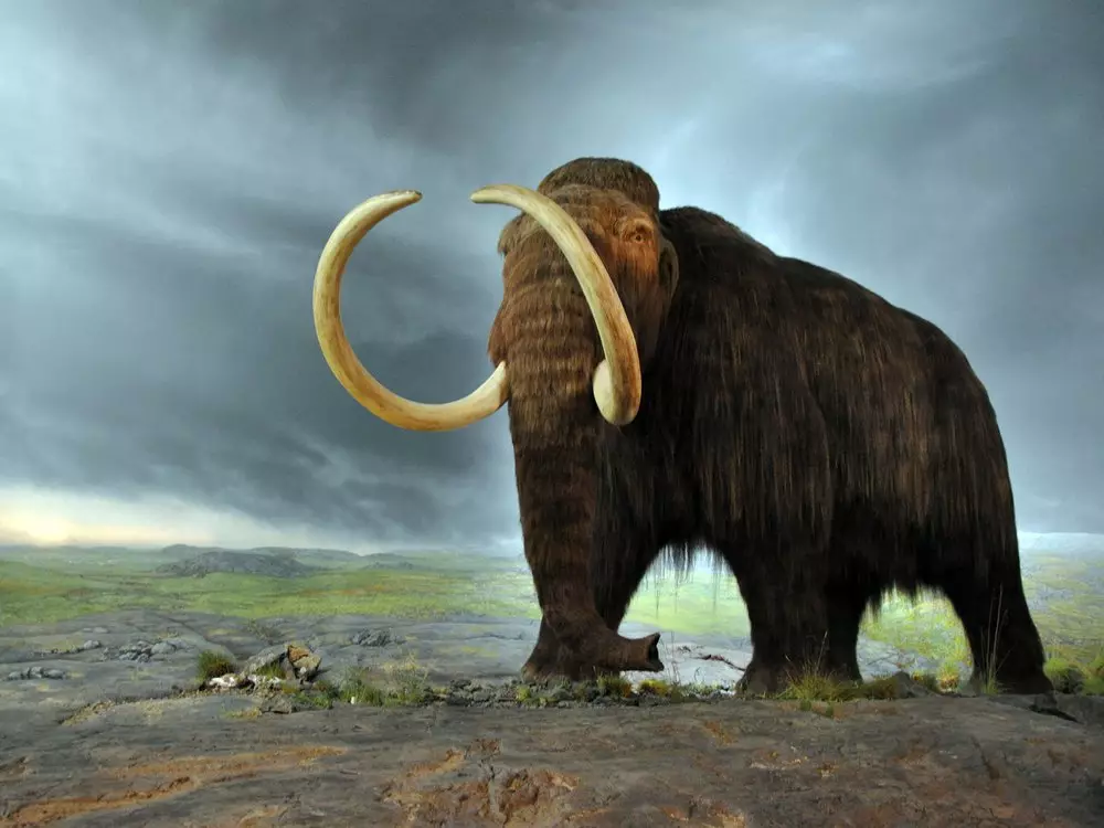 Mammoth berbulu