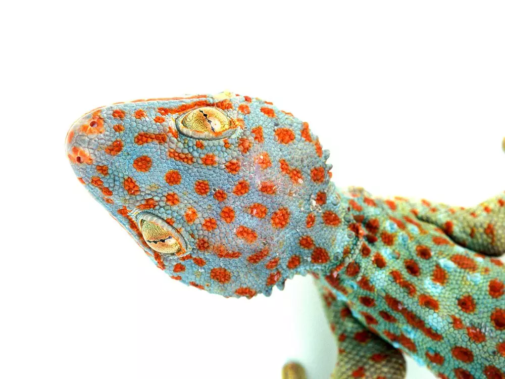 Tokay gekko