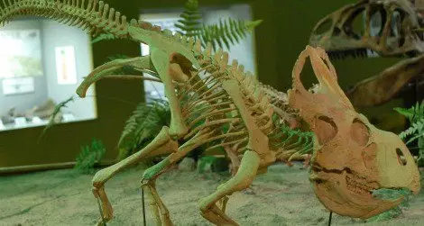 Thermopolis, WY-dəki Vayominq Dinozavr Mərkəzində Protoceratopların yenidən qurulması