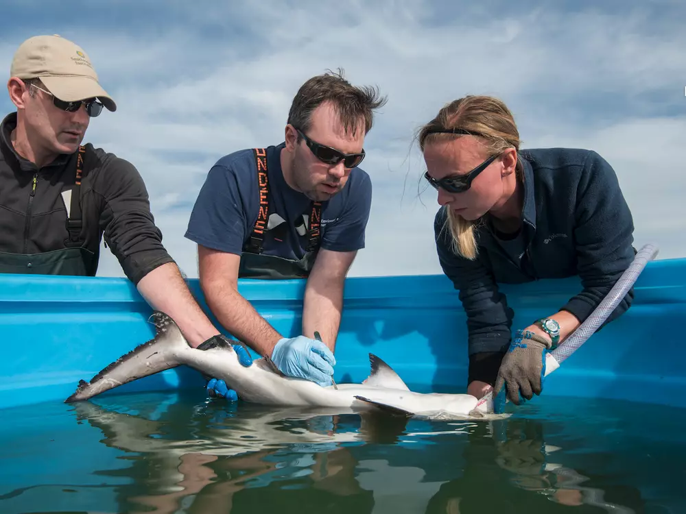 Matt Ogburn, Charles Bangley, en SERC stazjêre Michelle Edwards (L oant R) implantearje sjirurgysk in akoestyske stjoerder yn in jonge Bull Shark. Credit: Jay Fleming/SERC