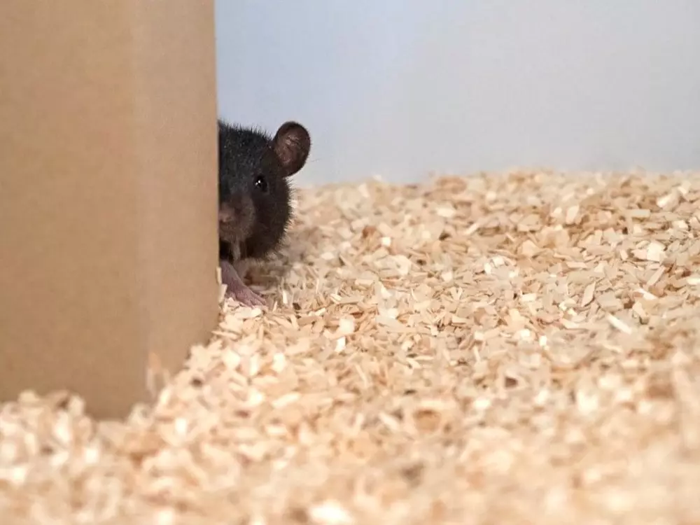 Hide and Seek Rat