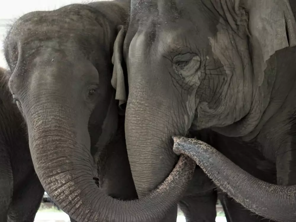 Um close-up de dois elefantes com suas trombas se tocando